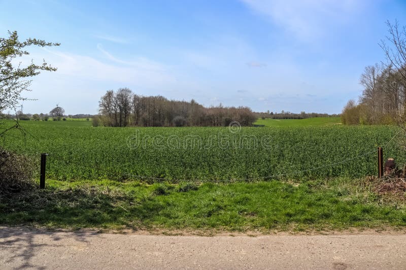 View of an Agriculturally Used Field with Green Grass Stock Photo ...