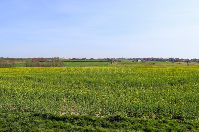 View of an Agriculturally Used Field with Green Grass Stock Photo ...