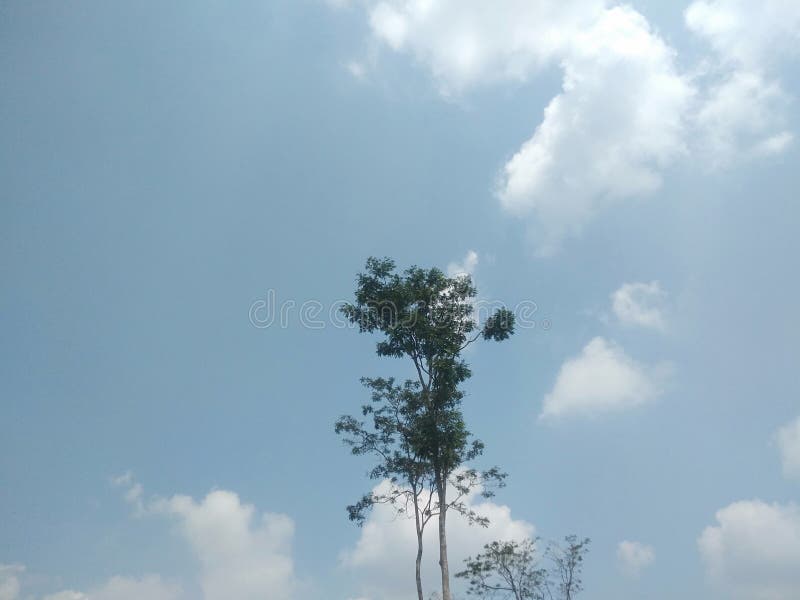 View of Albasia Trees with a Bright Blue Sky Background during the Day ...