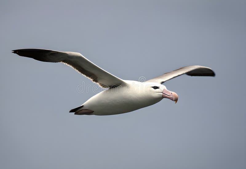 A View of an Albatross in Flight Stock Illustration - Illustration of ...