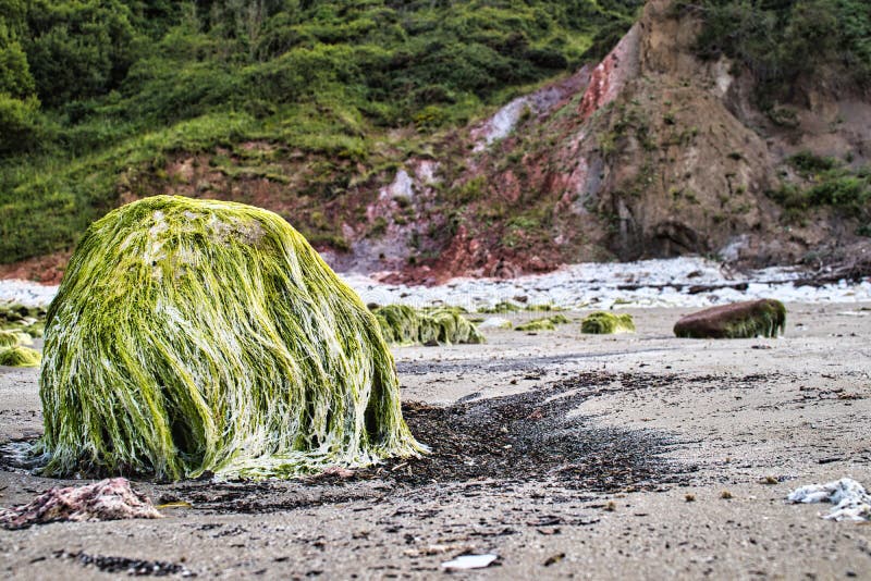 3,834 Algae Soil Stock Photos - Free & Royalty-Free Stock Photos from ...