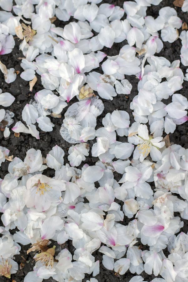 Almond tree petals stock image. Image of santo, beauty - 105961549