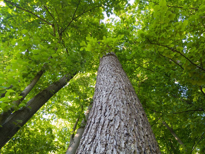 View Along the Oak Tree Towards the Canopies Full of Greenery in the ...
