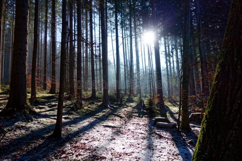 A View Along a Path in the Forest with a Wintry Atmosphere Stock Photo ...