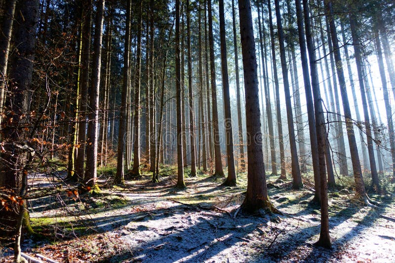 A View Along a Path in the Forest with a Wintry Atmosphere Stock Photo ...