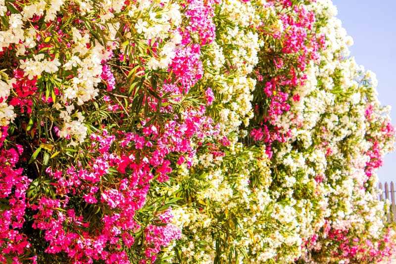 Colourful Bushes stock image. Image of colours, colorful - 121363025