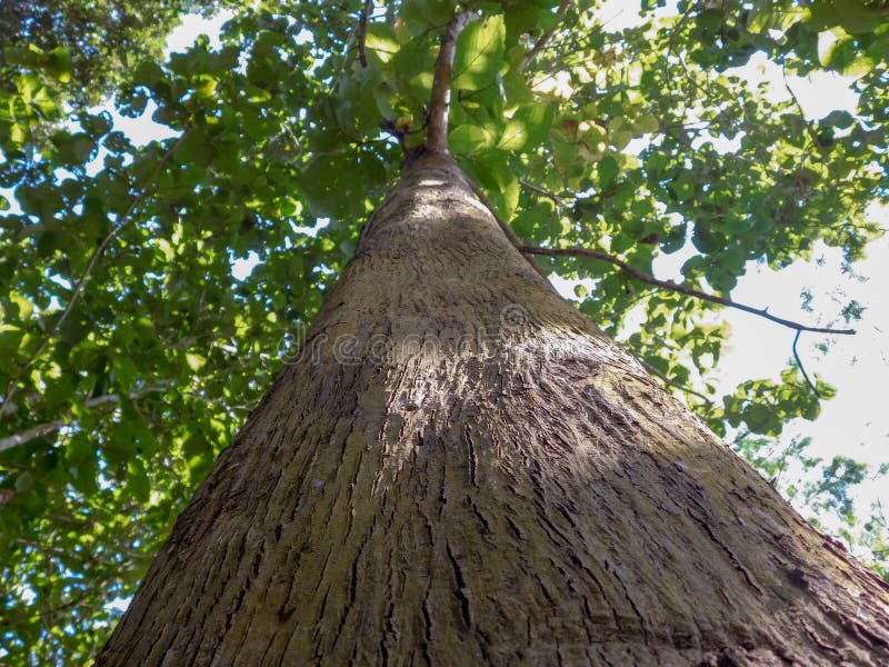 View Along the Straight Trunk of Tropical Tree Stock Image - Image of ...