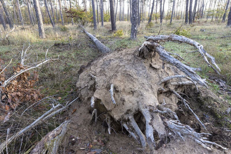 View Along an Uprooted Tree in a Drought Damaged Forest Stock Image ...