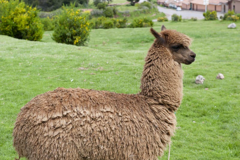 View of an alpaca stock photo. Image of herbivore, head - 51420884