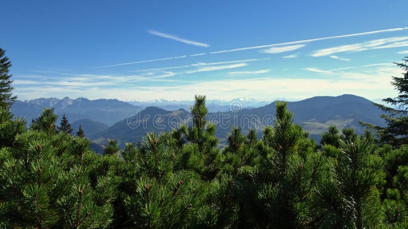 View of the Alps with Pine Trees in the Foreground Stock Photo - Image ...