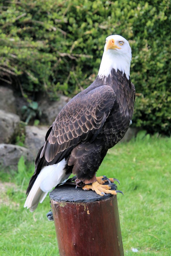 A View of an American Bald Eagle Stock Image - Image of american, hawk: 261788293