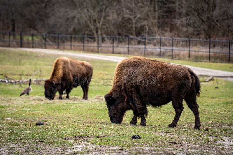 View of American Bison at the Toronto Zoo Stock Image - Image of ...
