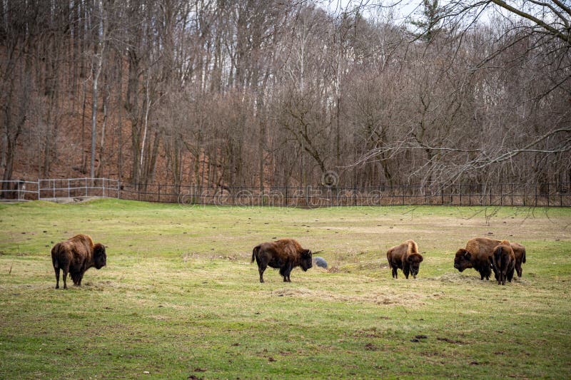 View of American Bison at the Toronto Zoo Stock Photo - Image of people ...