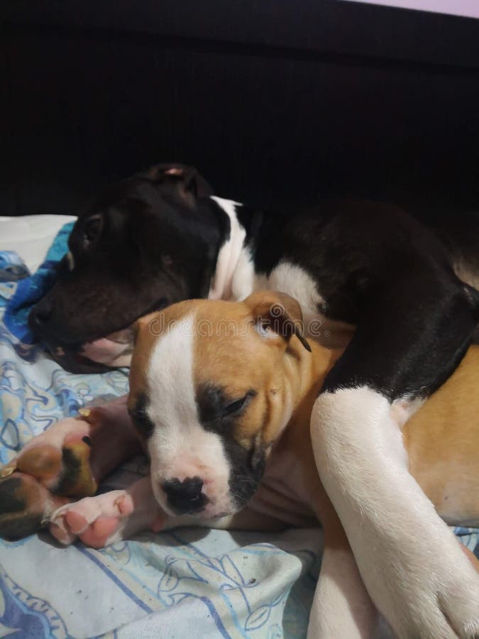 View of an American Staffordshire Pitbull Terrier with His Son Lying ...