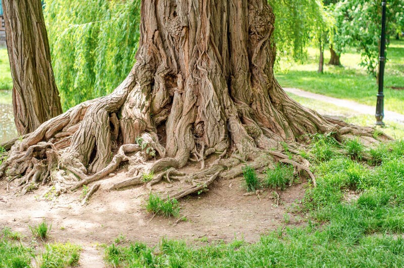 View of the Ancient Big Root in the Park. Wide Trunk of a Large Tree ...