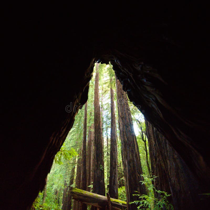 The View of a Ancient Redwood Forest from the Inside of Large Redwood ...