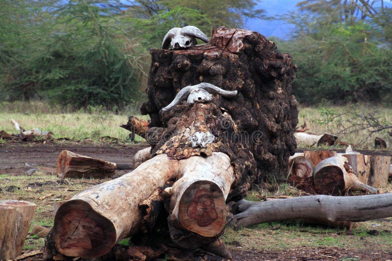 View of Animal Skulls on Tree Bark Stock Photo - Image of field ...
