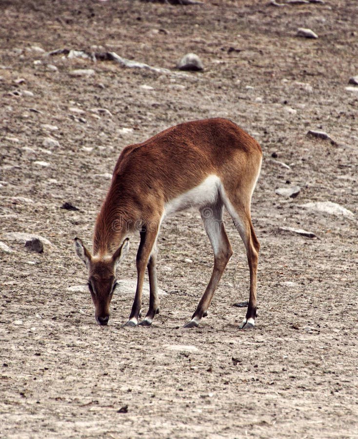 View of a Animal Standing on Field Stock Photo - Image of open ...