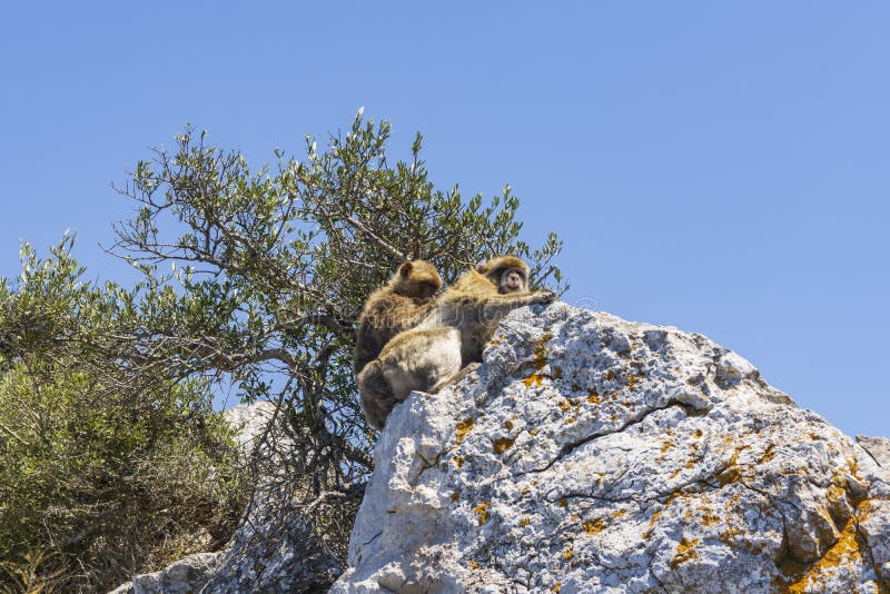 The Legendary Monkeys of Gibraltar Stock Photo - Image of face ...