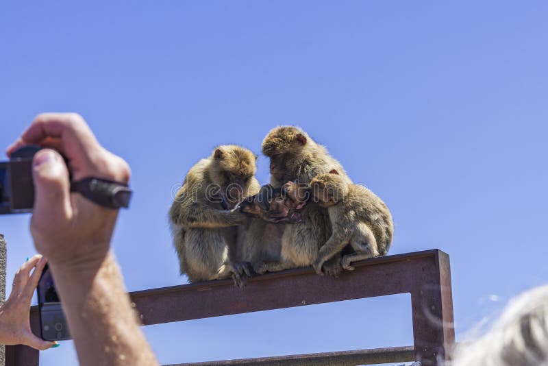 The Legendary Monkeys of Gibraltar Stock Image - Image of mono, blue ...