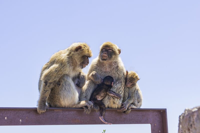 The Legendary Monkeys of Gibraltar Stock Image - Image of macaque ...
