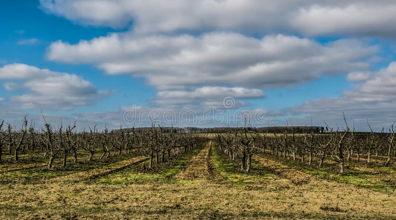 View of Apple Orchard in Spring Stock Photo - Image of heaven, blooming ...