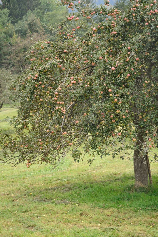 View of an apple-tree stock image. Image of objects - 155681713