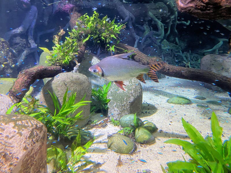 A view of an Aquarium stock image. Image of natural - 240675549