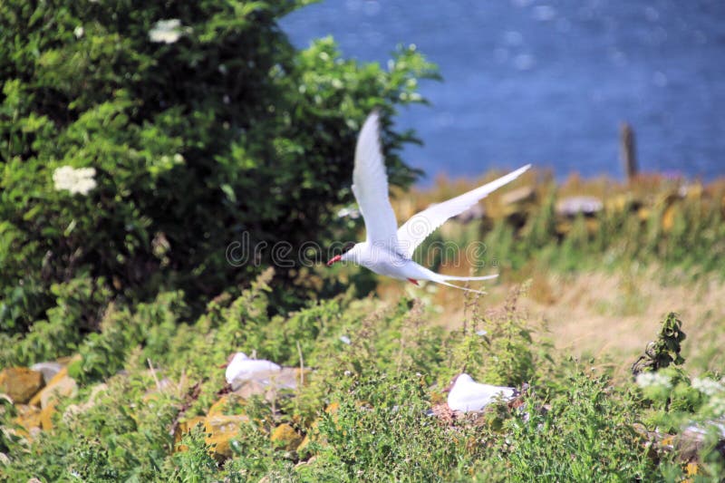 A View of an Arctic Tern in Flight Stock Image - Image of flower ...