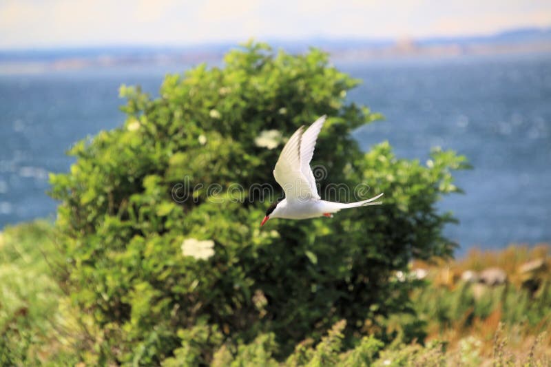 A View of an Arctic Tern in Flight Stock Image - Image of view, animal ...
