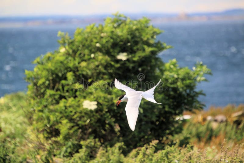 A View of an Arctic Tern in Flight Stock Image - Image of nature ...