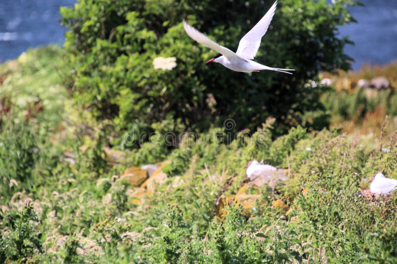 A View of an Arctic Tern in Flight Stock Image - Image of flower ...