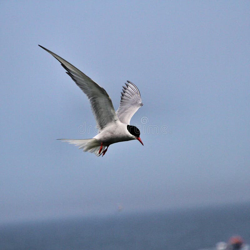 A View of an Arctic Tern Flying Stock Photo - Image of islands ...