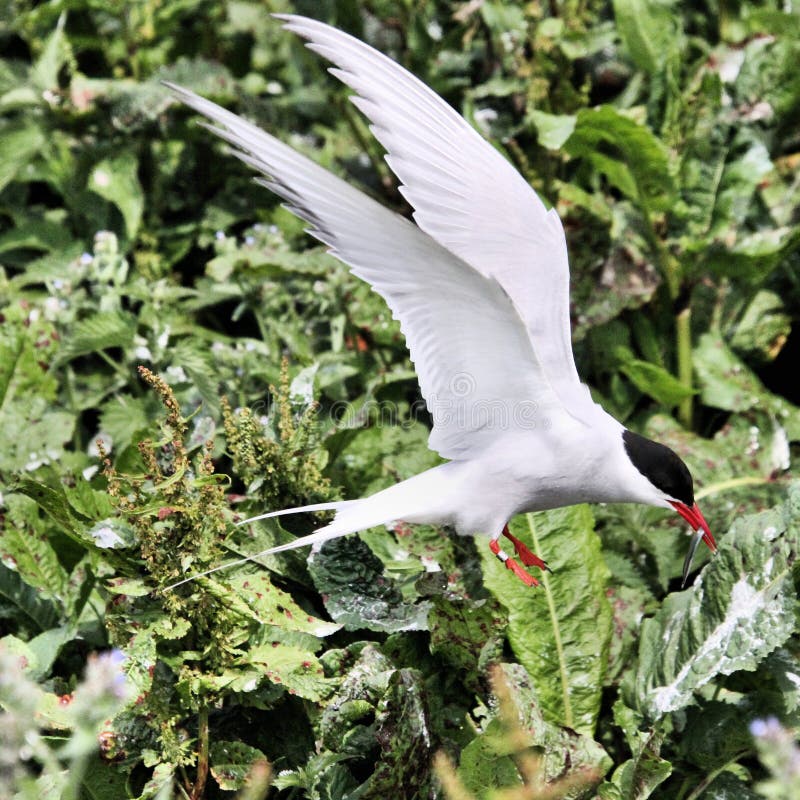 A View of an Arctic Tern Flying Stock Image - Image of birds, cliffs ...