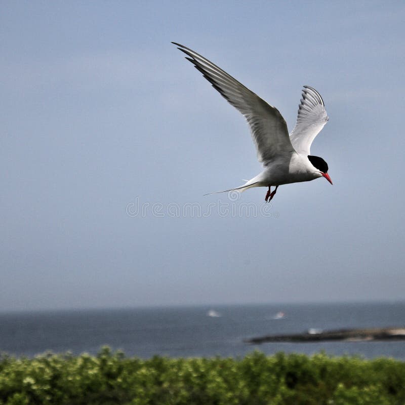 A View of an Arctic Tern Flying Stock Image - Image of gannets, farne ...