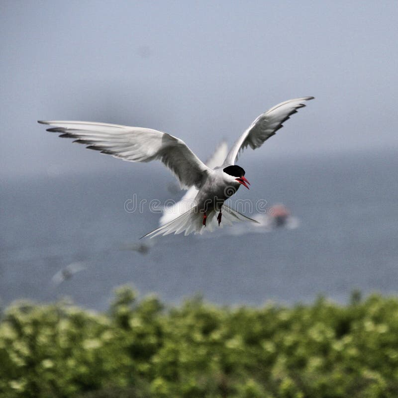 A View of an Arctic Tern Flying Stock Image - Image of seabirds, view ...