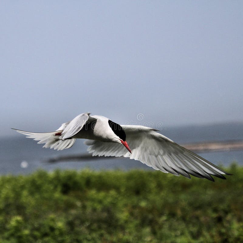 A View of an Arctic Tern Flying Stock Image - Image of reserve, cliffs ...