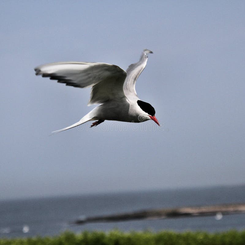 A View of an Arctic Tern Flying Stock Photo - Image of islands, farne ...