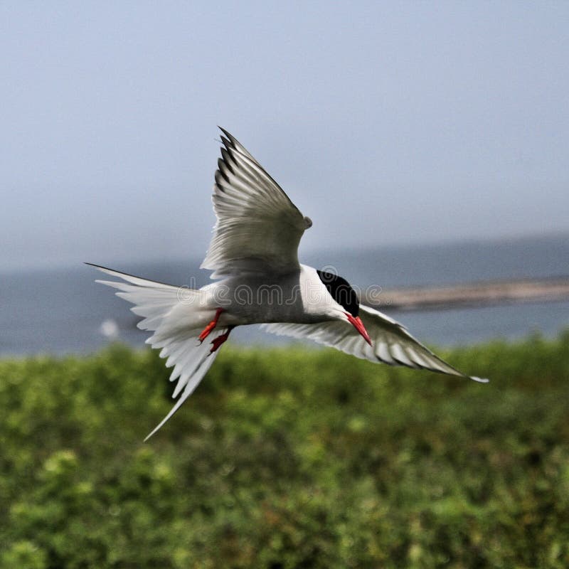 A View of an Arctic Tern Flying Stock Image - Image of dive, arctic ...