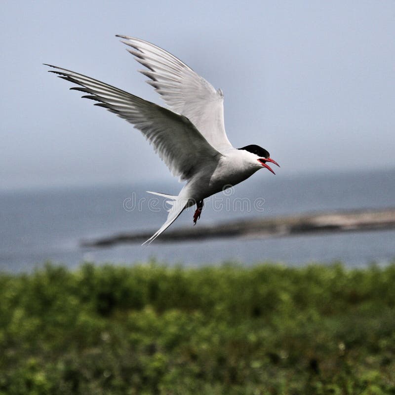 A View of an Arctic Tern Flying Stock Photo - Image of fish, view ...