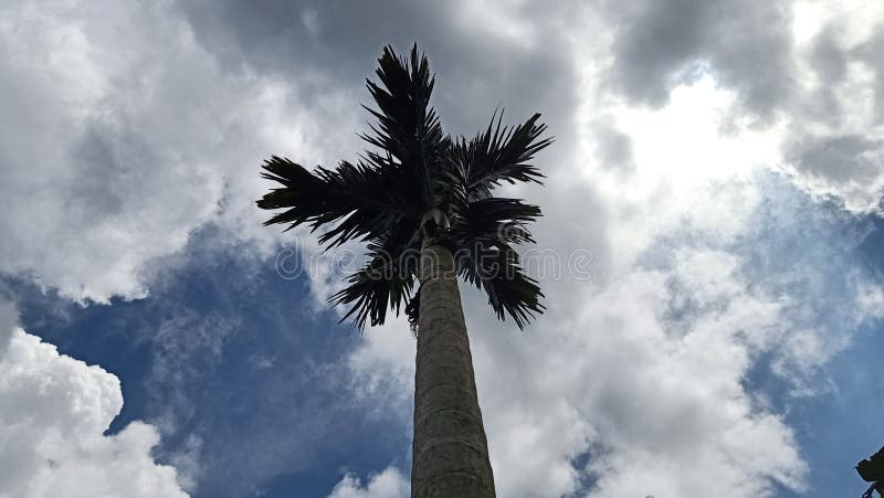 Top View of Areca Nut Kept for Drying in the Sun Which Later Be Peeled ...