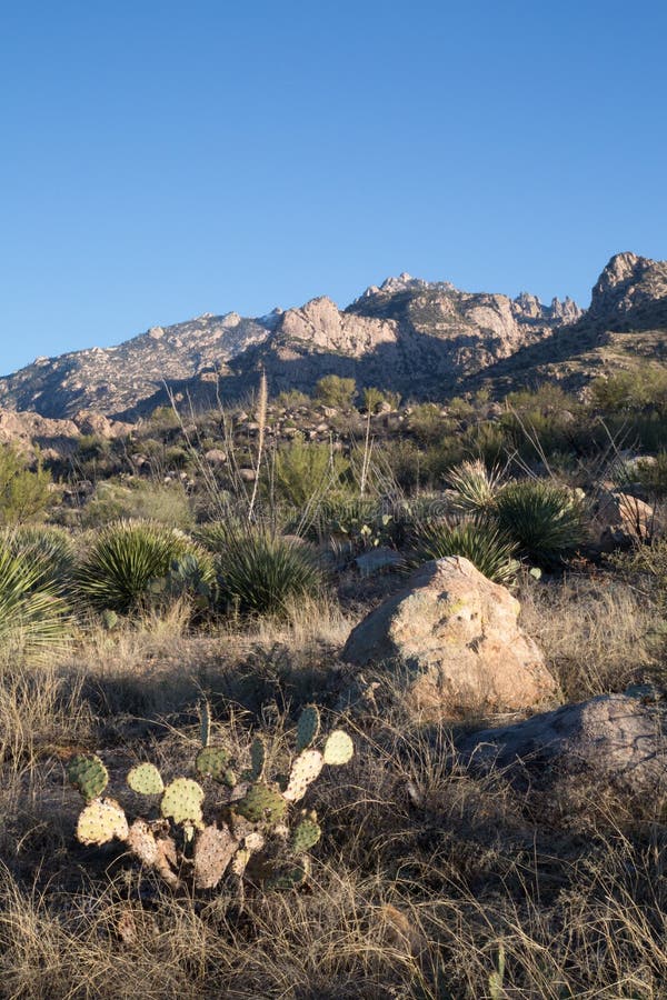 View of Arizona S Catalina State Park Stock Photo - Image of tucson ...