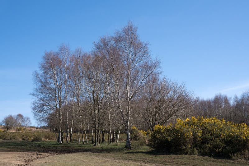 View of the Ashdown Forest on a Sunny Spring Day Stock Image - Image of ...
