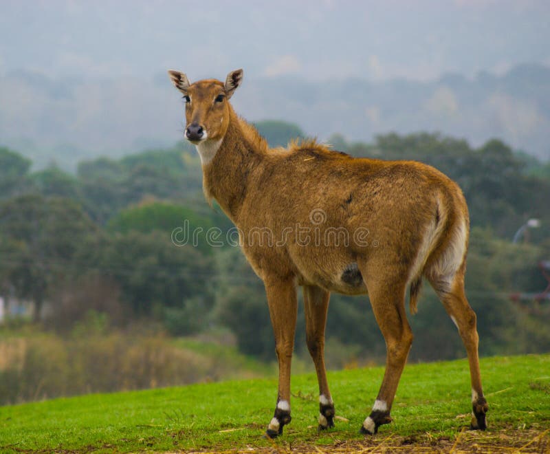 Antelope 3 Picture. Image: 2663993