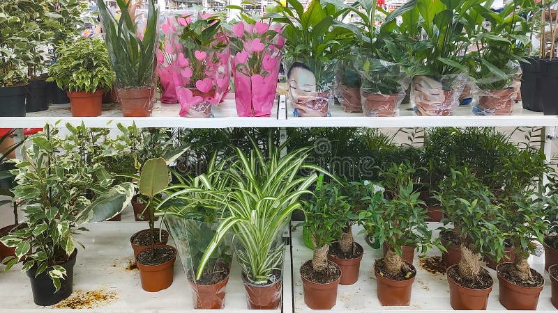 View of Assortment of Indoor Plants in Shop Stock Photo - Image of ...