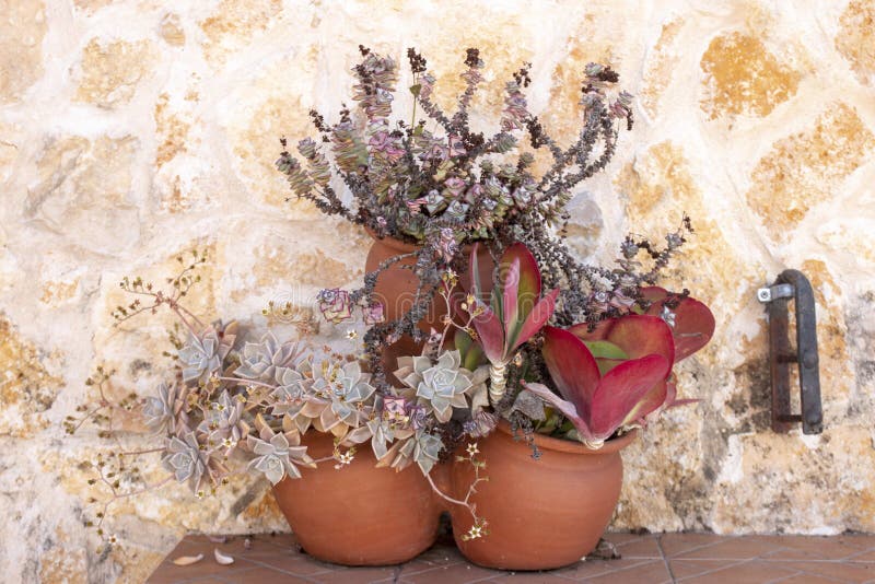 Assorted succulent plants stock image. Image of pottery - 152180801