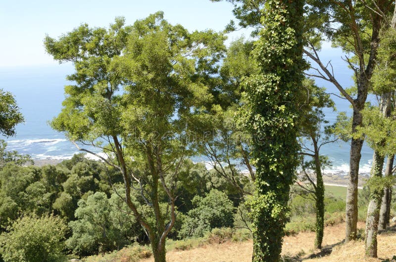 View of the Atlantic Ocean through of the Trees Stock Photo - Image of ...