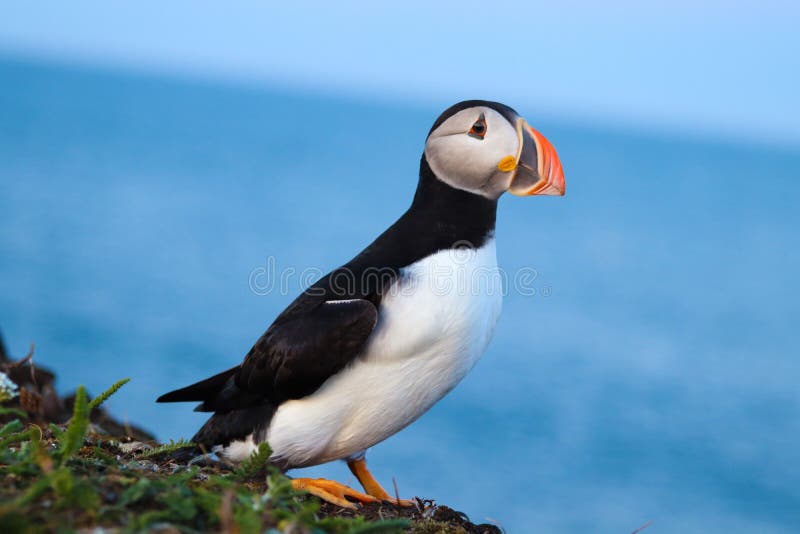 View of the Atlantic Puffin Birds on the Sea Coast Stock Photo - Image ...