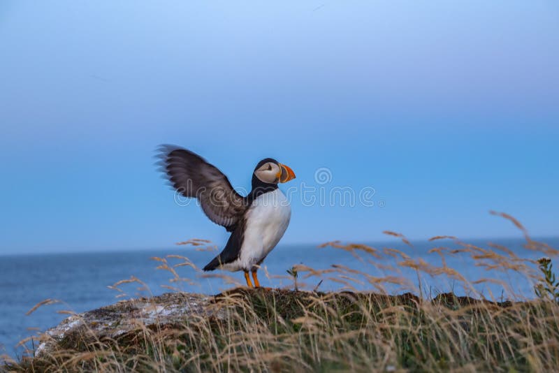 View of the Atlantic Puffin Birds on the Sea Coast Stock Photo - Image ...