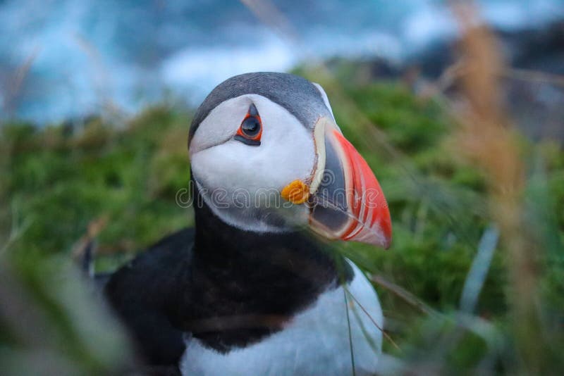 View of the Atlantic Puffin Birds on the Sea Coast Stock Photo - Image ...